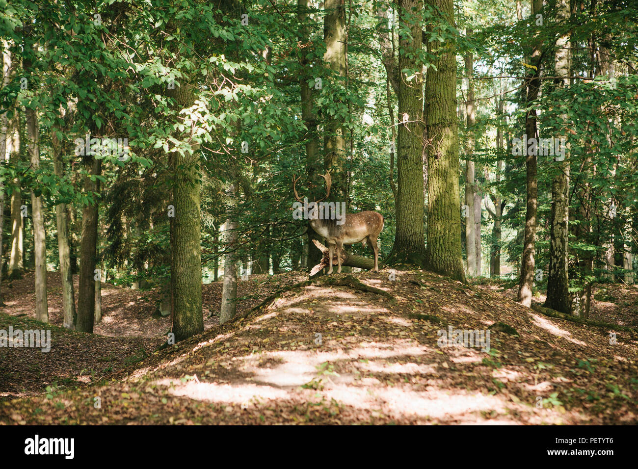 Wild deer in the forest. Animal in a natural habitat Stock Photo - Alamy