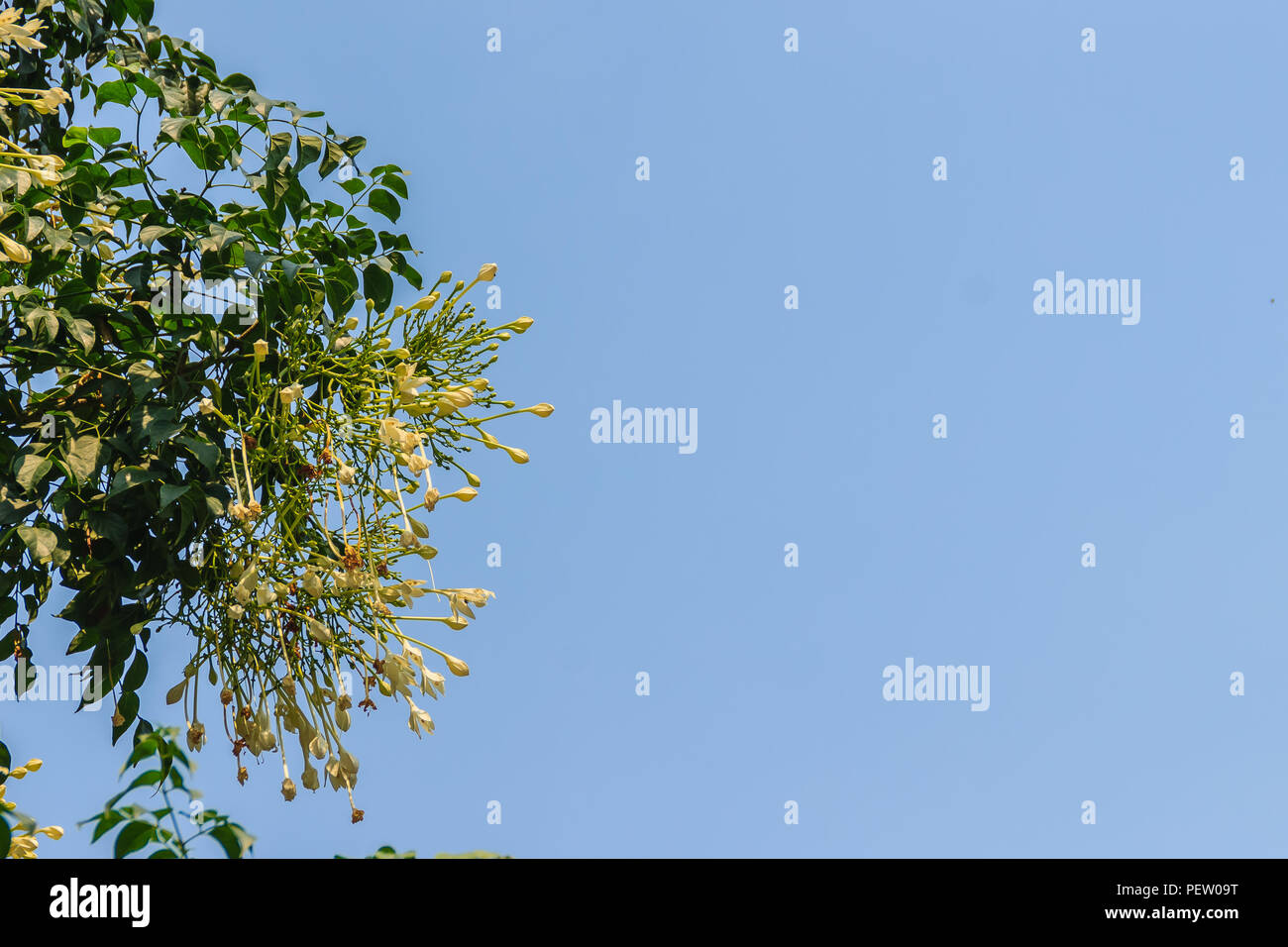 Beautiful indian cork (Millingtonia hortensis Linn.f) flowers on the ...