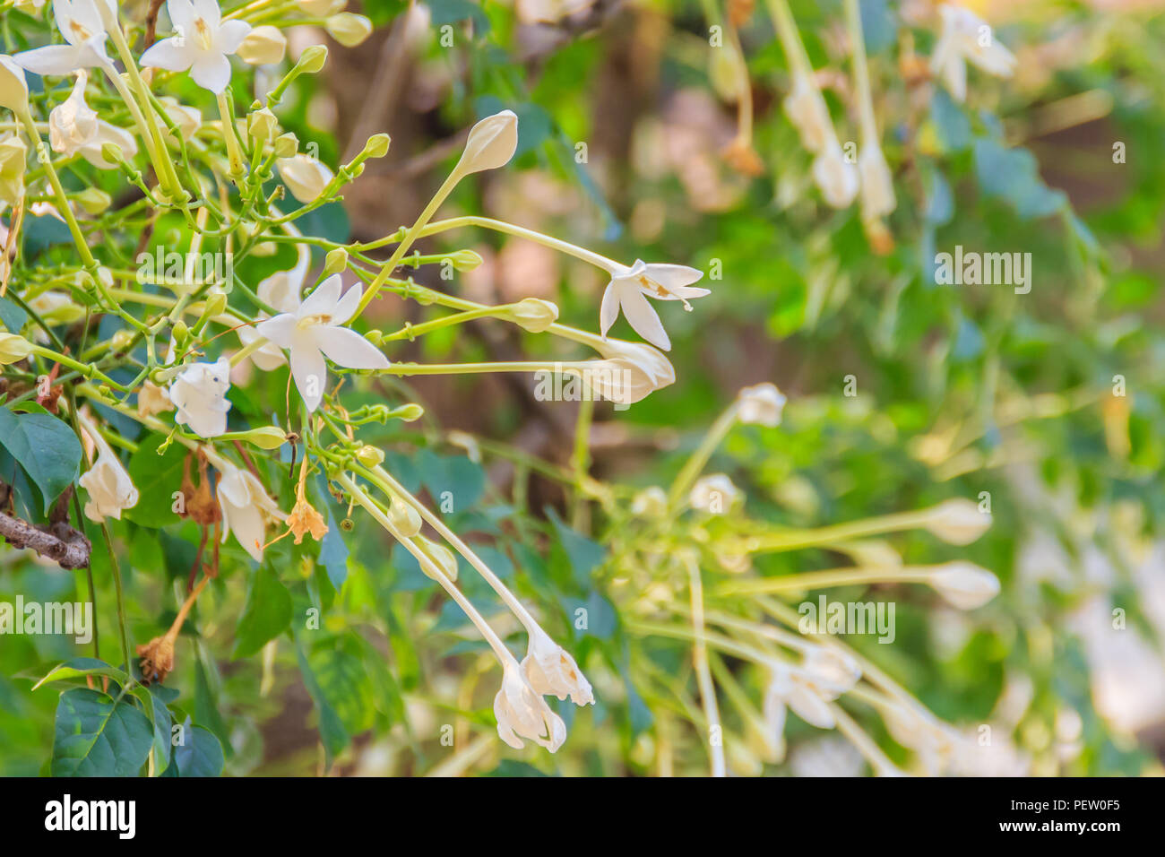 Beautiful indian cork (Millingtonia hortensis Linn.f) flowers on the ...
