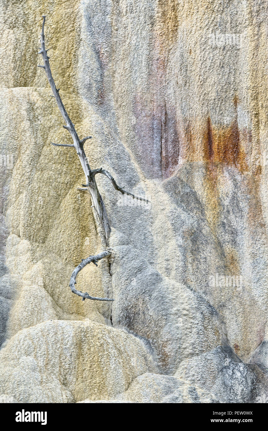 Tree killed by mineral deposits, Mammoth Hot Springs, Yellowstone ...