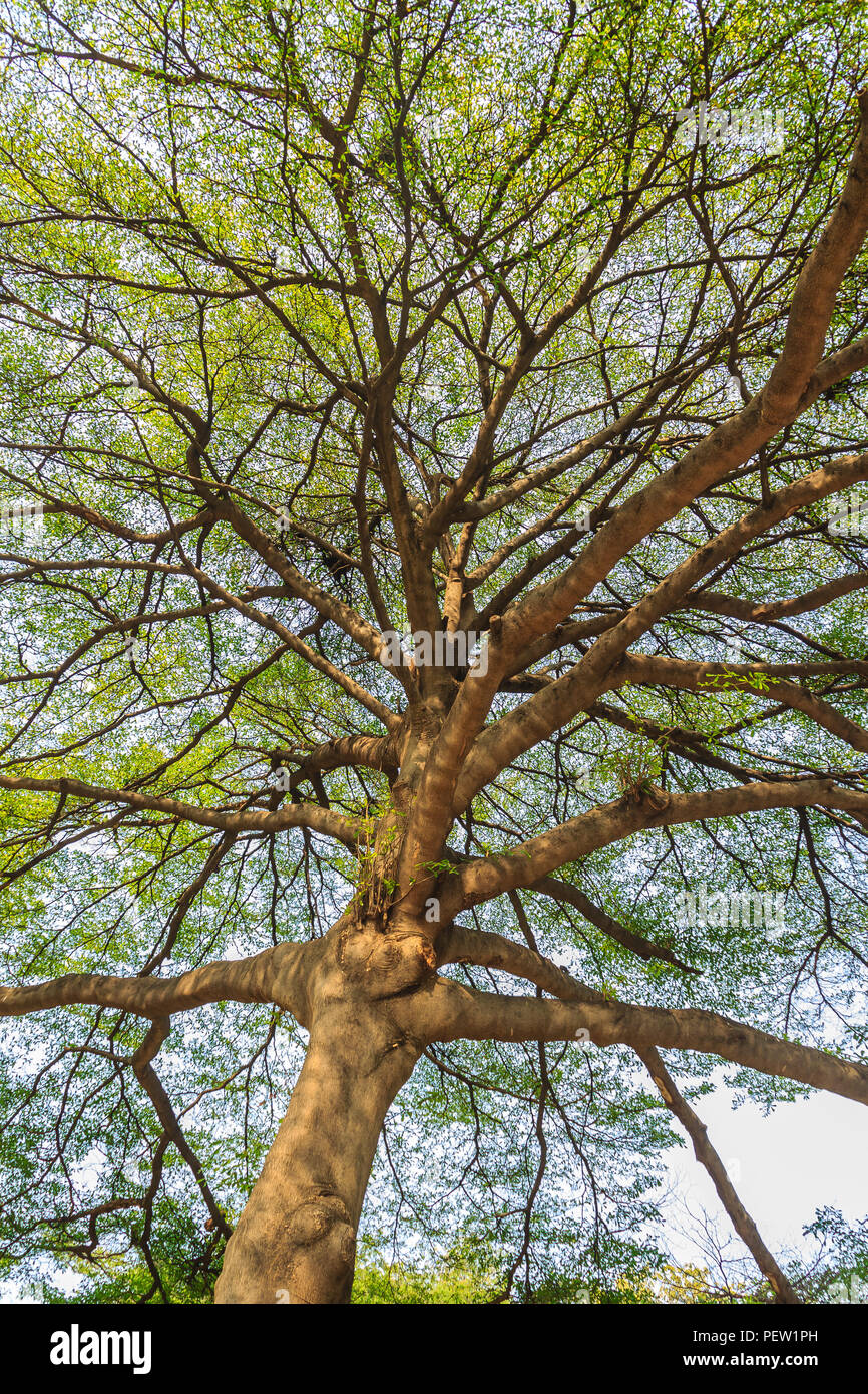 Green leaf background of Terminalia ivorensis tree. Under view of the ...