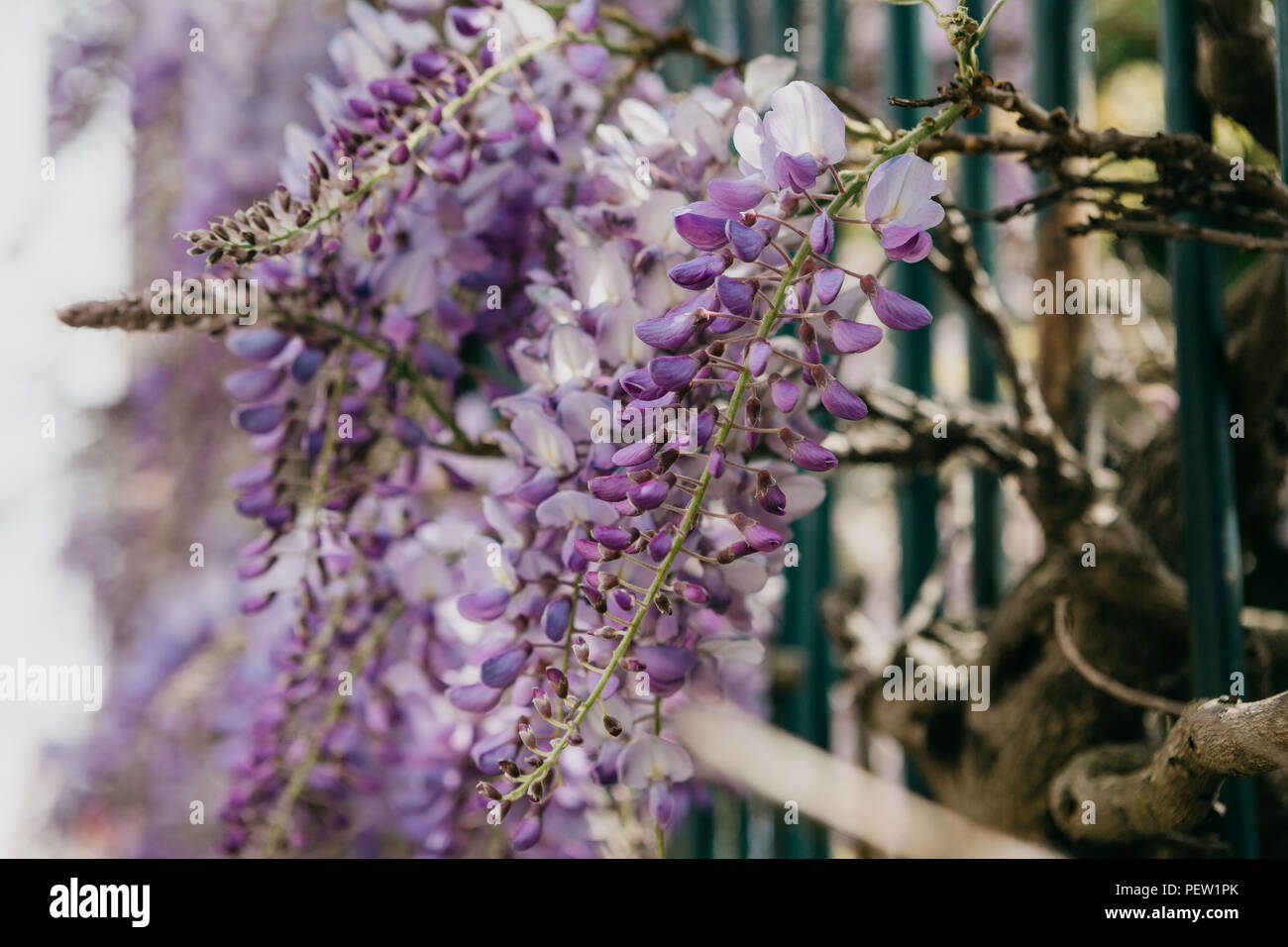 Violet wisteria flowers grow like a fence decoration Stock Photo - Alamy
