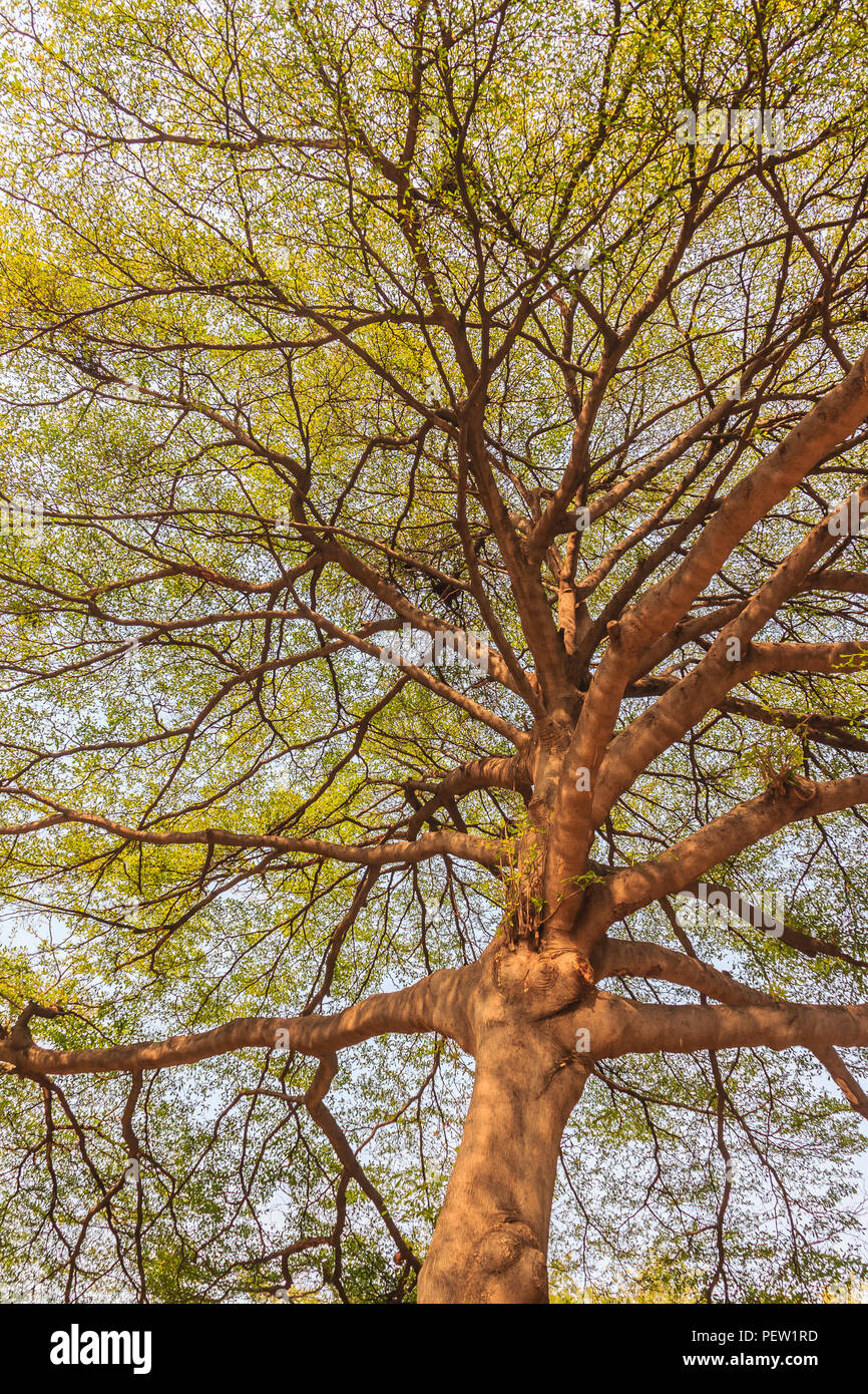 Green leaf background of Terminalia ivorensis tree. Under view of the ...
