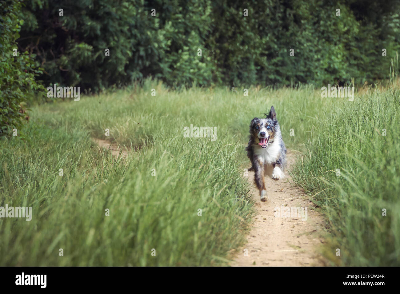 Australian Shepherd Running High Resolution Stock Photography and ...