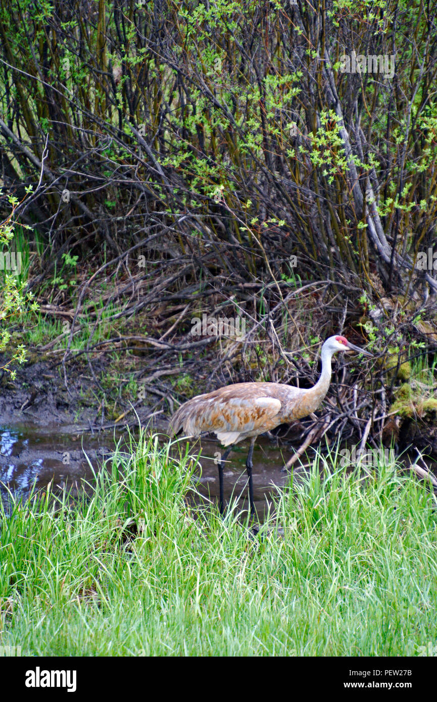 Canadian Crane, Montana, USA Stock Photo - Alamy