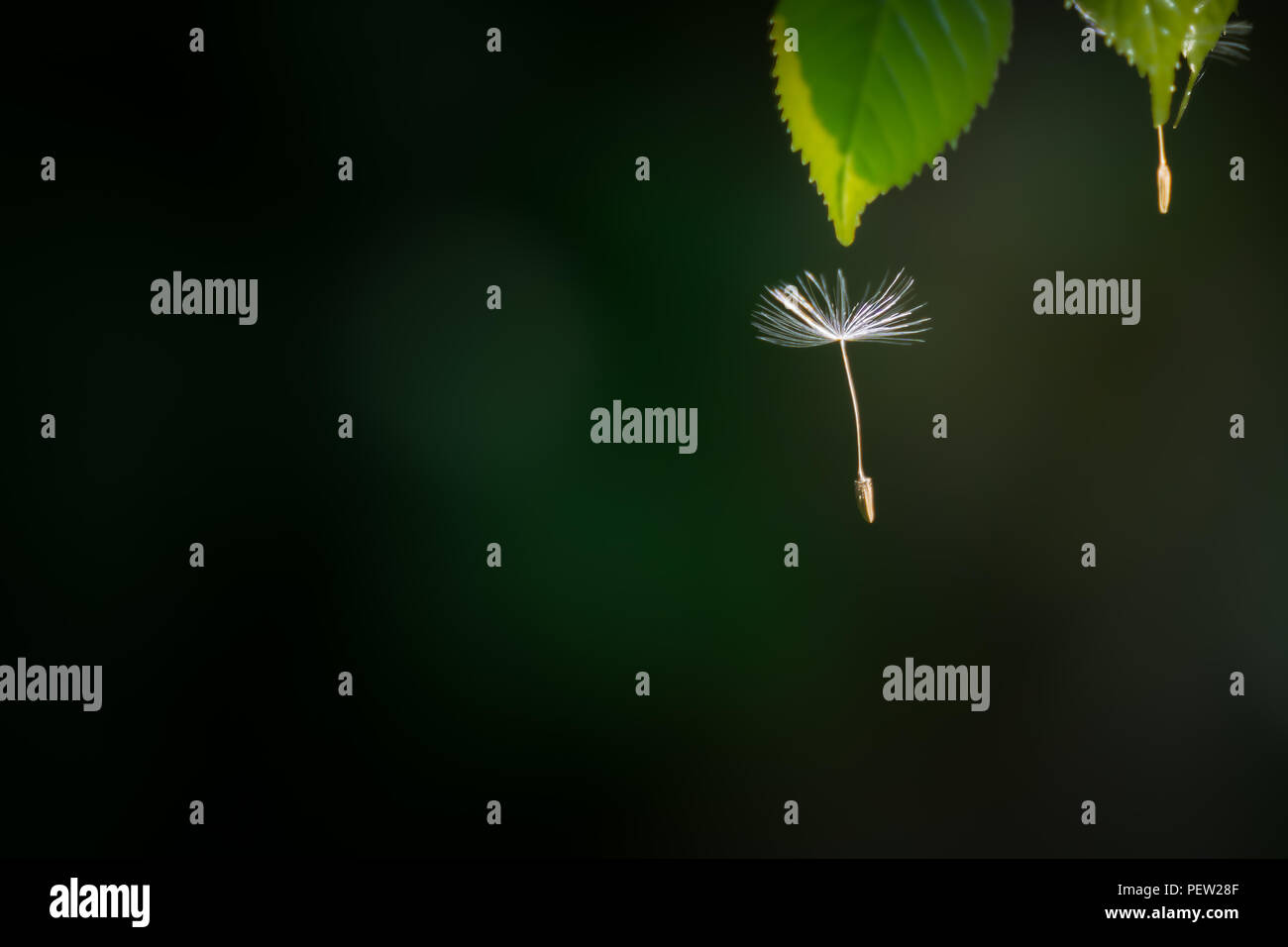 Seed falling down, dark green background Stock Photo - Alamy