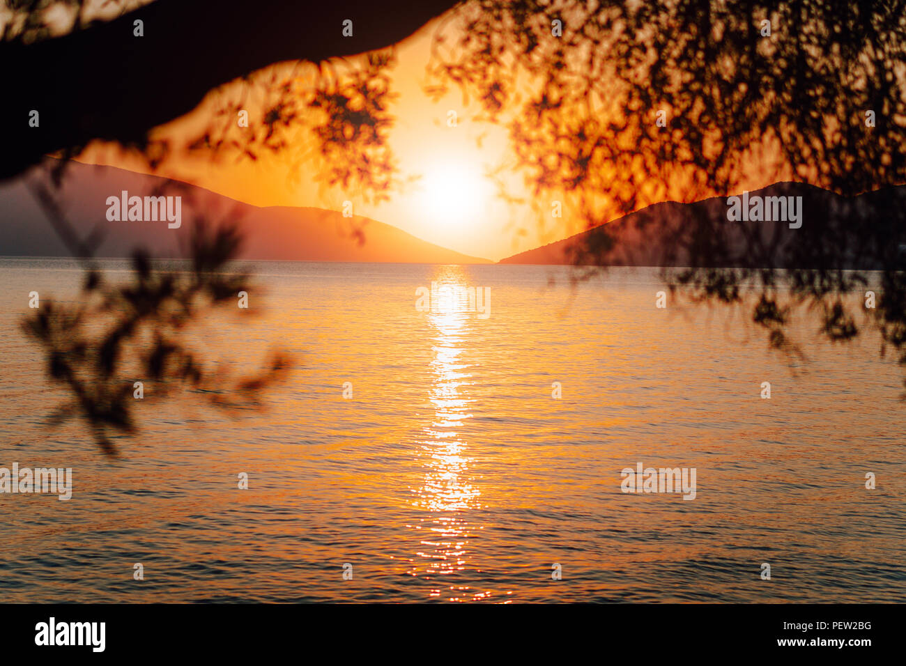 Silhouette olive tree branch in morning warm sunrise light. Sun shape ...