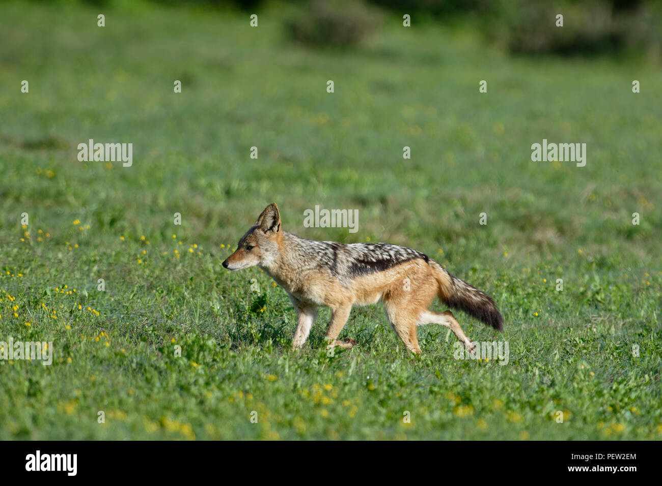 Eastern african black backed jackal hi-res stock photography and images ...