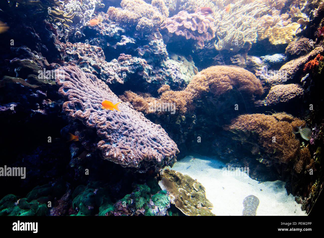 Underwater scene. Marine green seaweed and coral life Stock Photo - Alamy