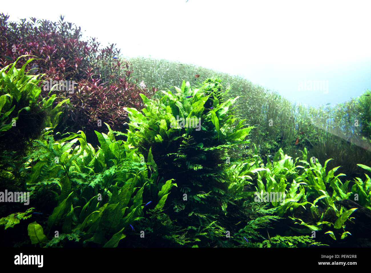 Underwater scene. Marine green seaweed Stock Photo - Alamy