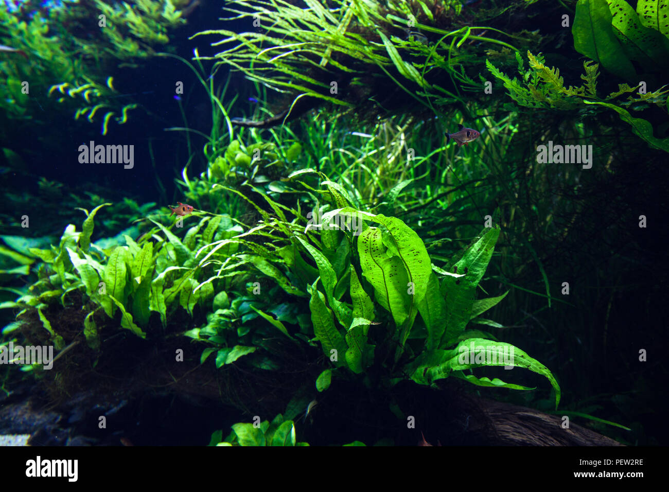Underwater scene. Marine green seaweed Stock Photo - Alamy