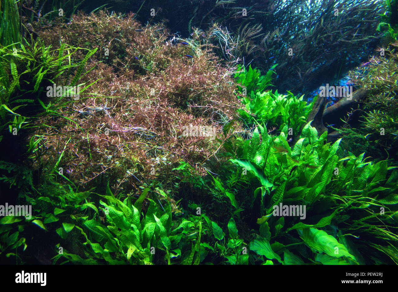 Underwater scene. Marine green seaweed Stock Photo - Alamy