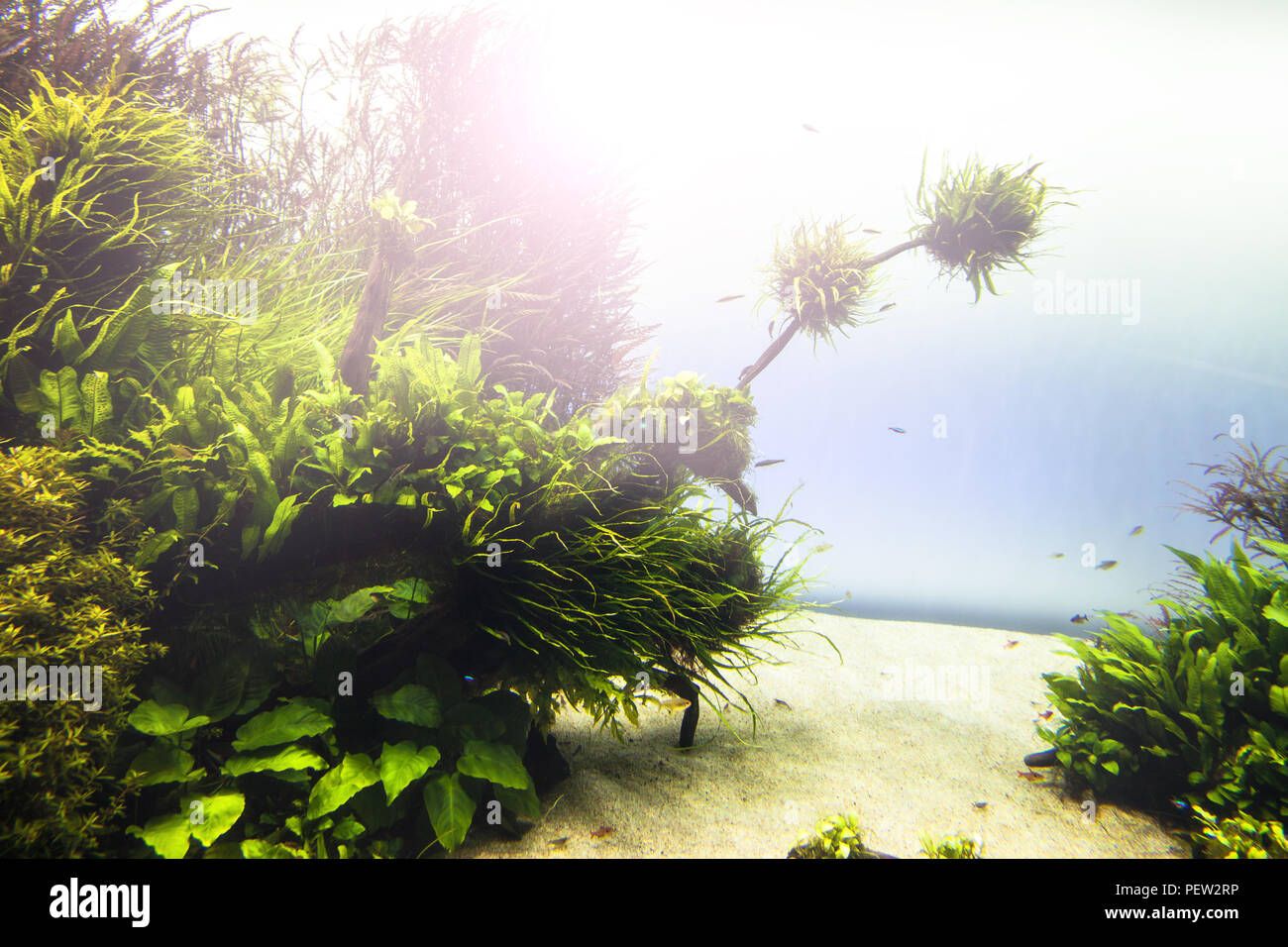 Underwater scene. Marine green seaweed Stock Photo - Alamy