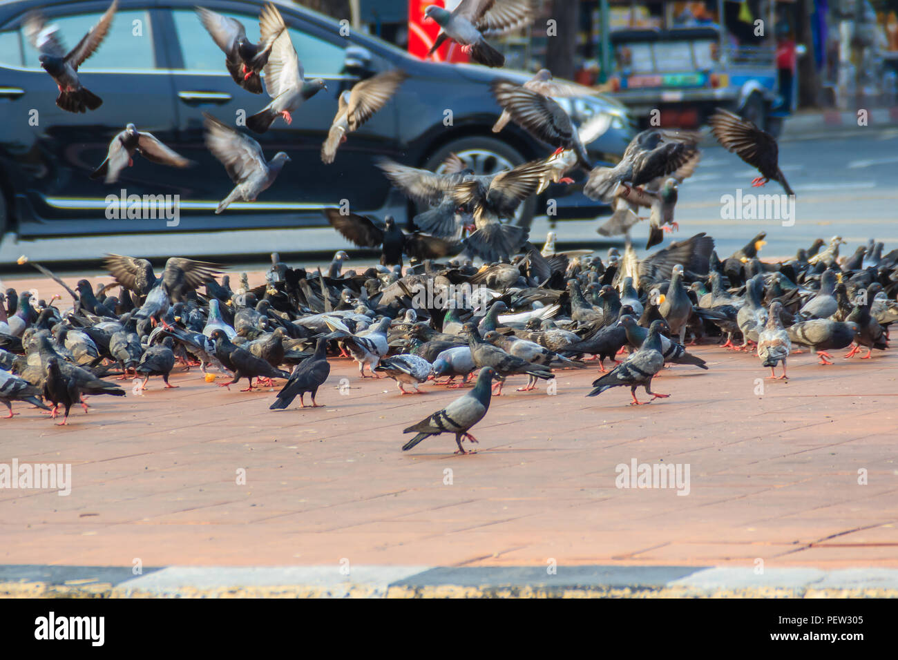 Crowd of pigeon on the walking street in Bangkok, Thailand. Blurred ...