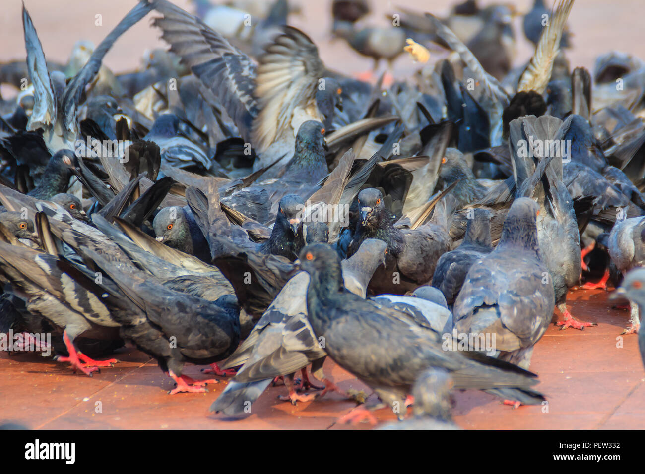 Crowd of pigeon on the walking street in Bangkok, Thailand. Blurred ...