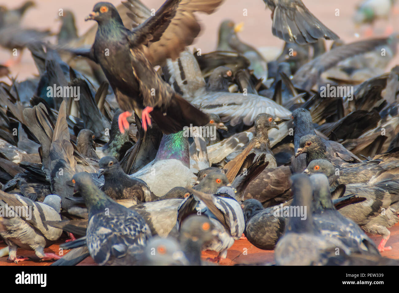 Crowd of pigeon on the walking street in Bangkok, Thailand. Blurred ...