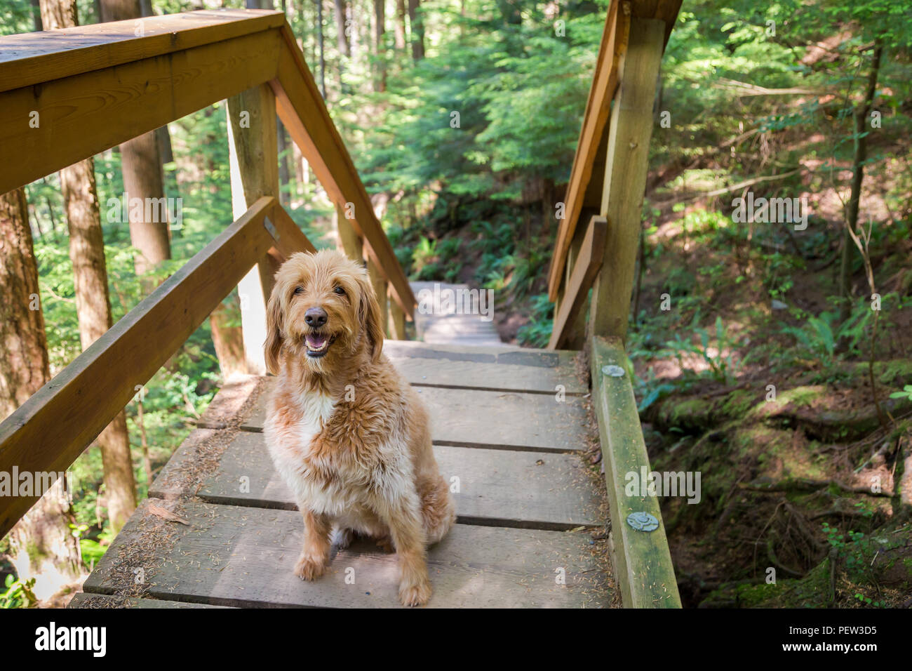Labradoodle dog on a forest walking path Stock Photo - Alamy