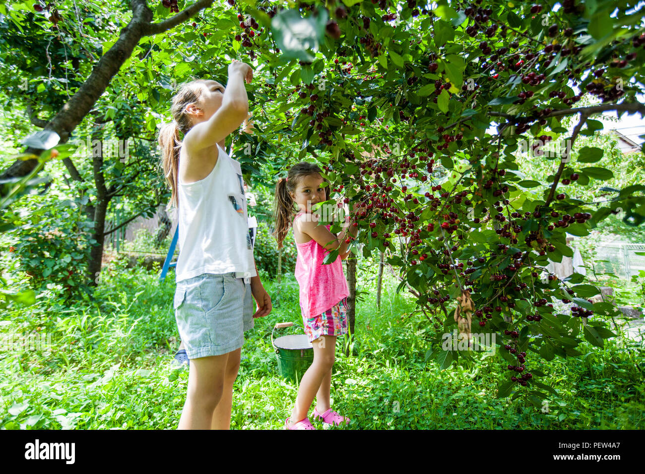 Children harvest cherry fruit at orchard, two little girls summer ...