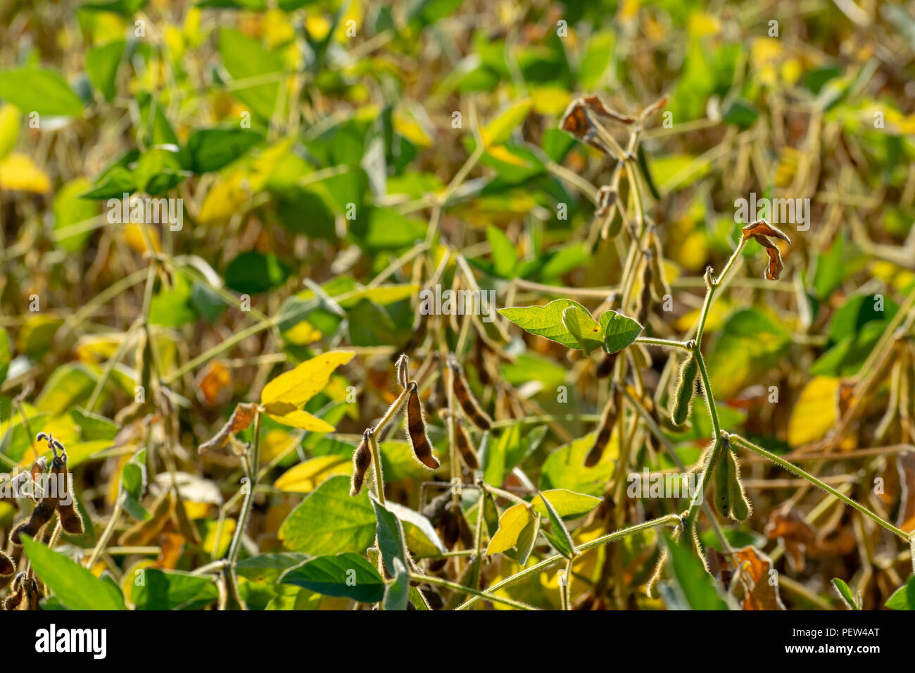 Soyben field hi-res stock photography and images - Alamy