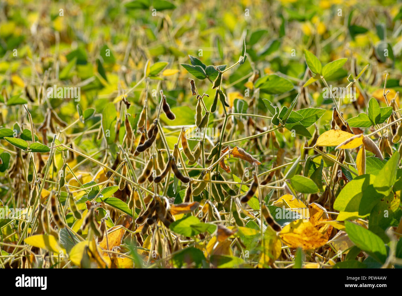 Soyben field hi-res stock photography and images - Alamy