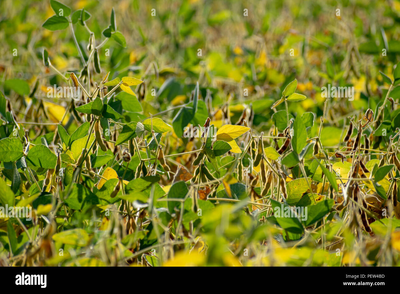 Soyben field hi-res stock photography and images - Alamy