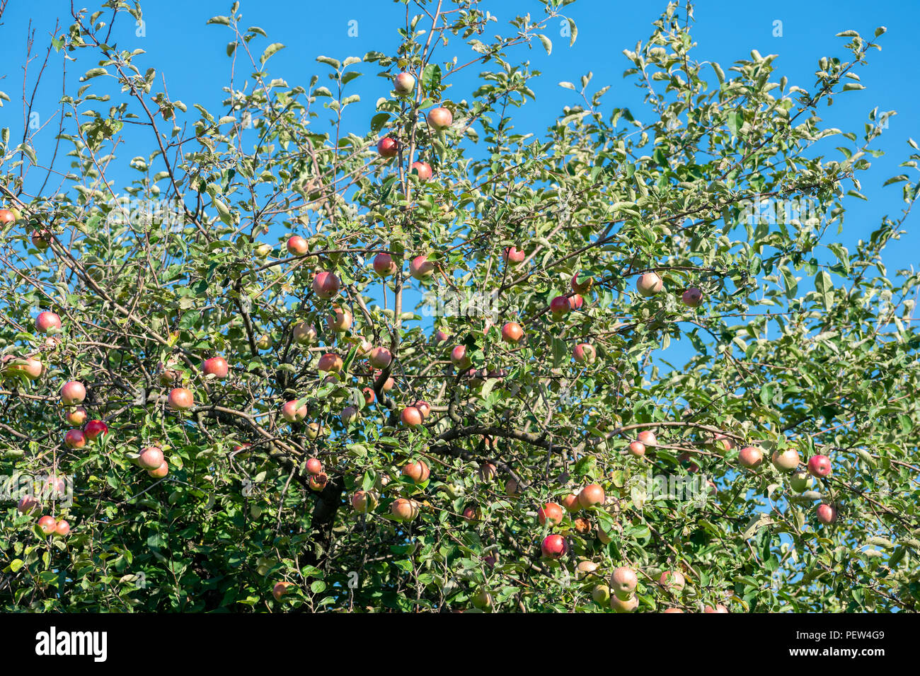 Apples growing on the trees in the garden Stock Photo - Alamy