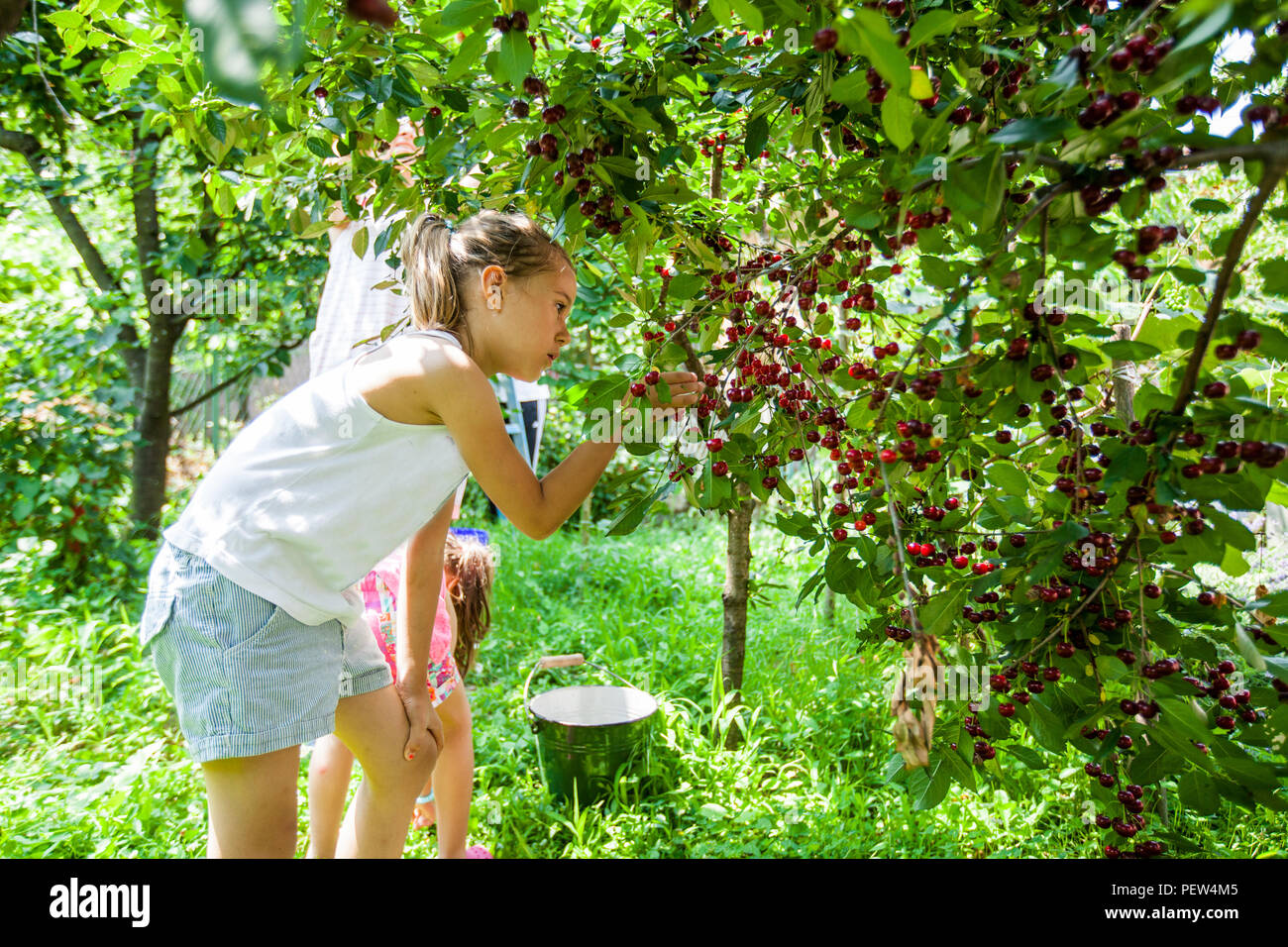 Children harvest cherry fruit at orchard, two little girls summer ...