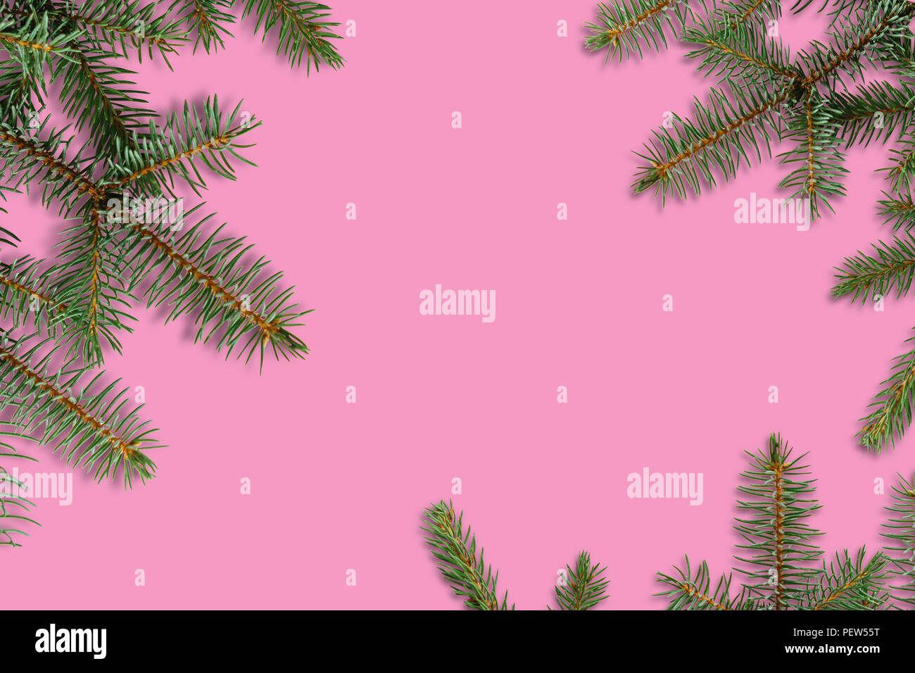 A pattern of fir branches on a pink background. Christmas backdrop or a ...