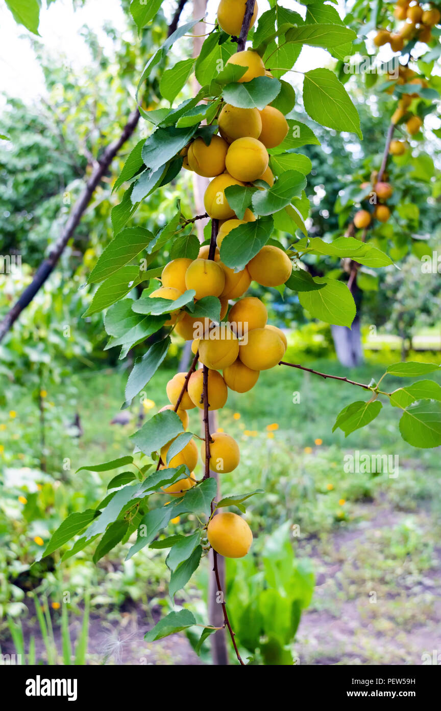 Ripe apricots grow on branch hi-res stock photography and images - Alamy