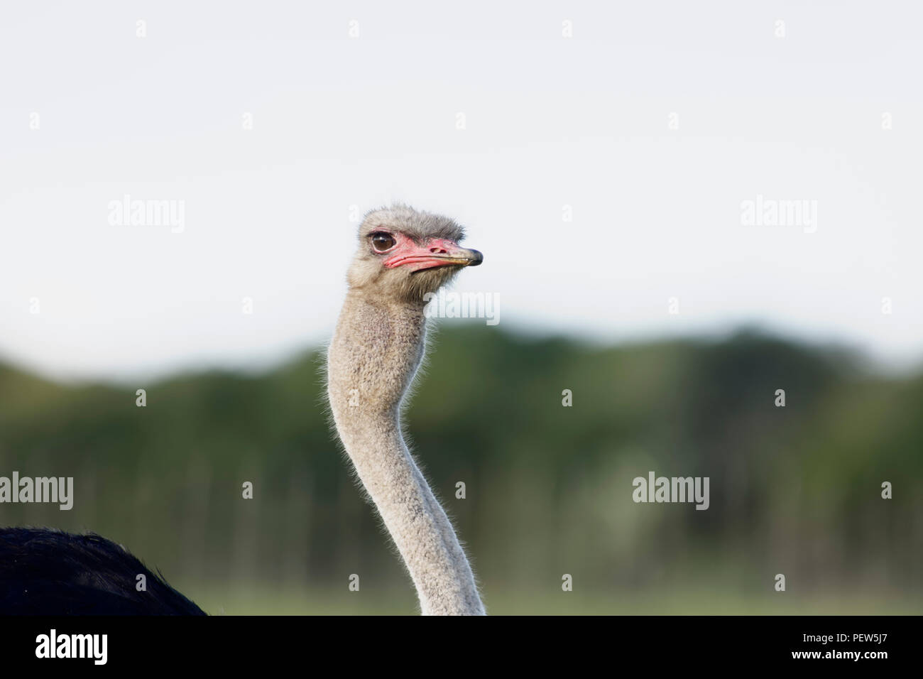 Ostridge Stock Photos & Ostridge Stock Images - Alamy