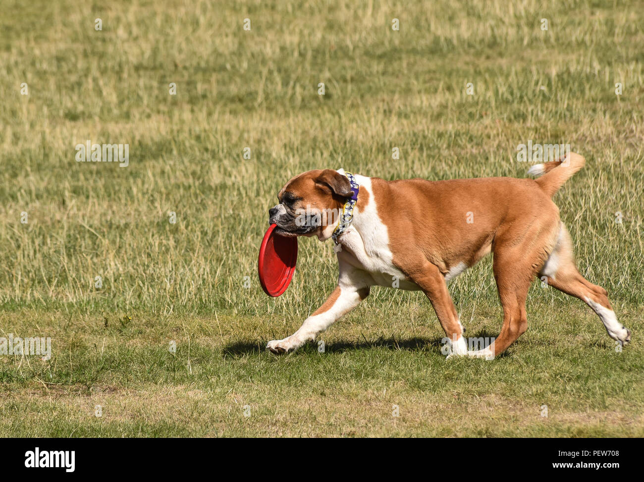 dog playing with frisbee in the park Stock Photo - Alamy