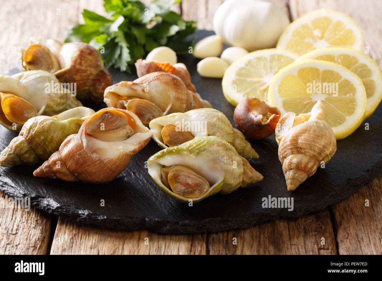 Raw seafood shellfish whelk, sea snails bulot for cooking close-up and ...