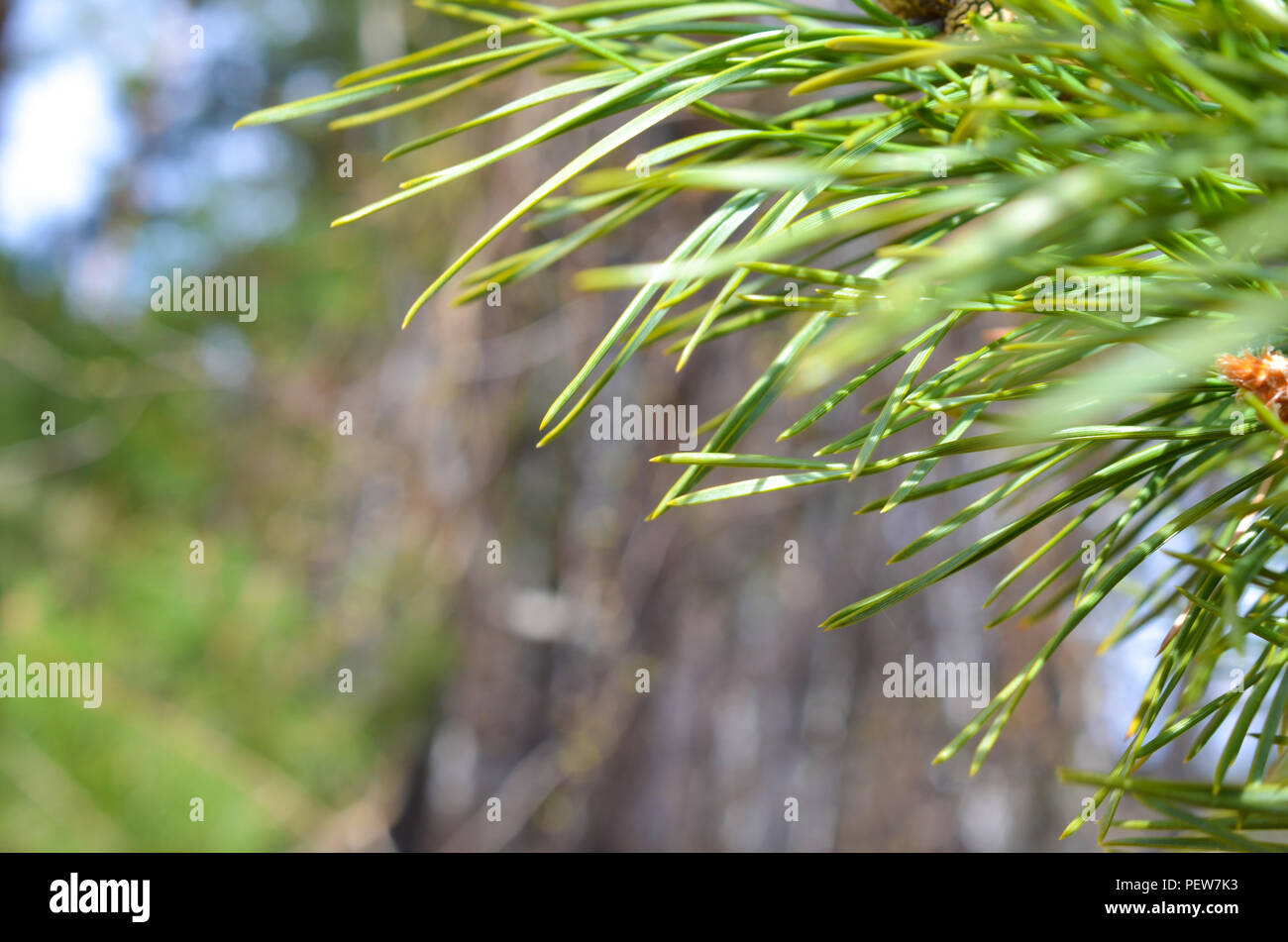 green sprig of spruce pine tree closeup in the forest Stock Photo - Alamy