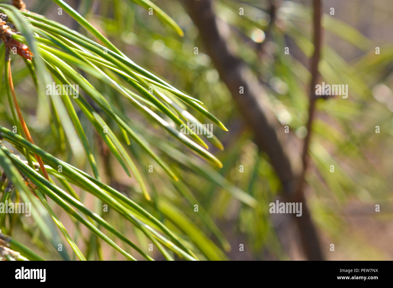 green sprig of spruce pine tree closeup in the forest Stock Photo - Alamy