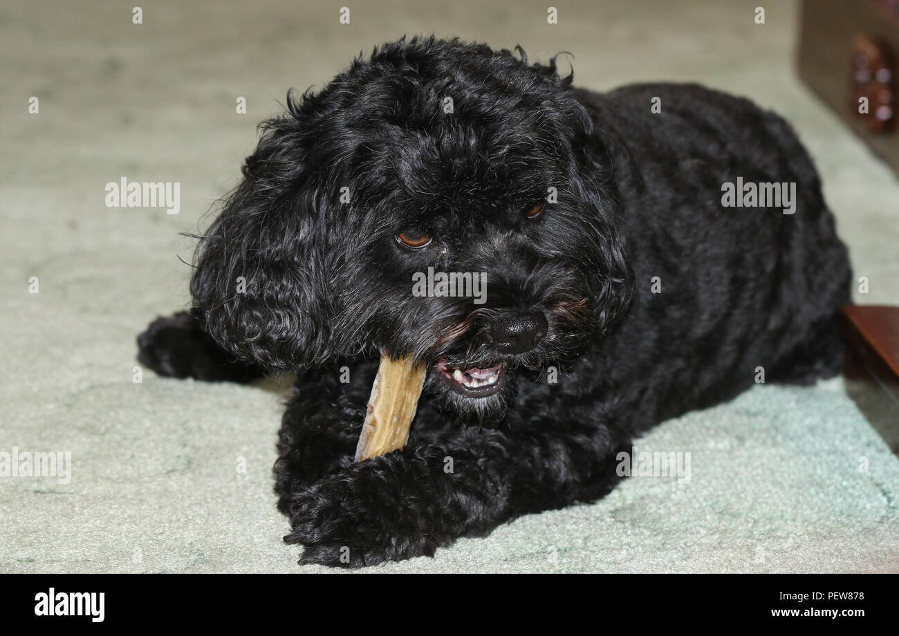 A cute Cavapoo dog also commonly known by the names Poodle x King ...