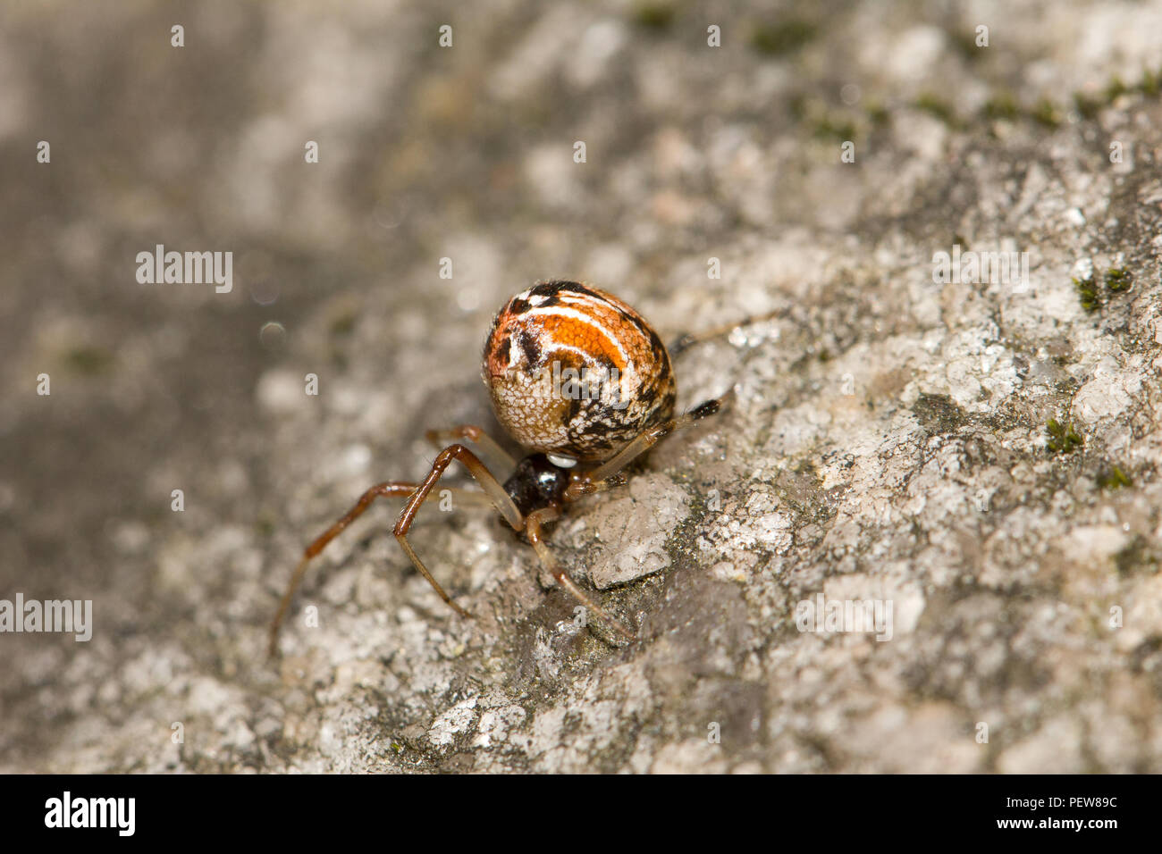 Crescent comb foot spider Stock Photo - Alamy