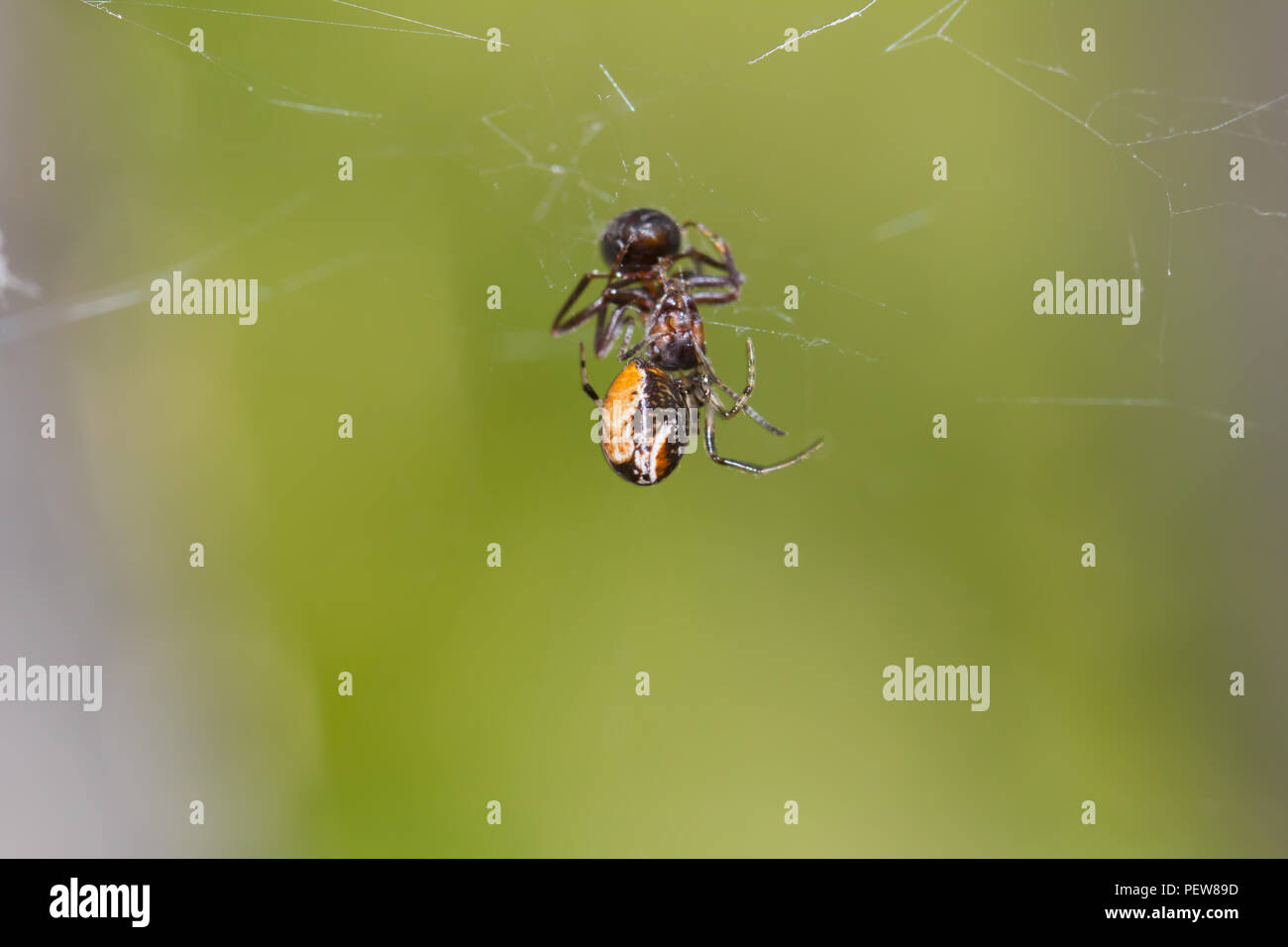 Crescent comb foot spider Stock Photo - Alamy