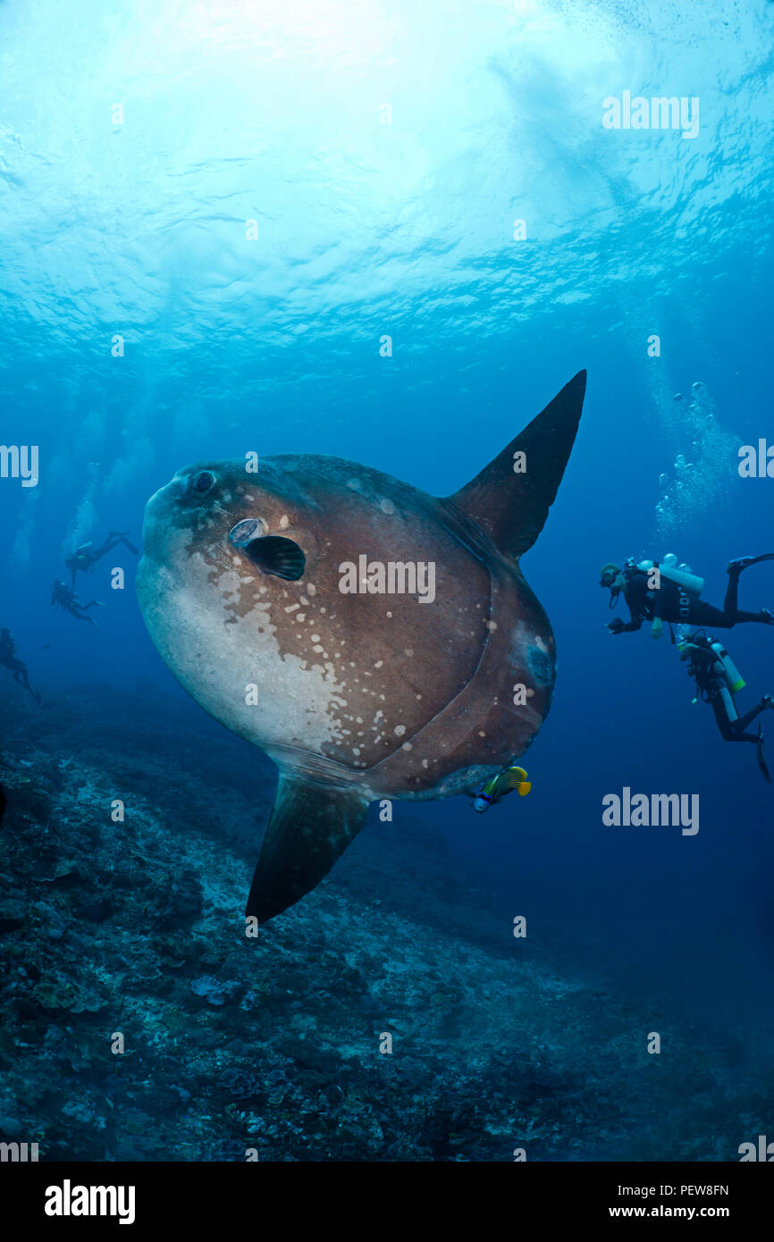 Ocean sunfish, Mola mola, being cleaned by an angelfish, with divers in ...