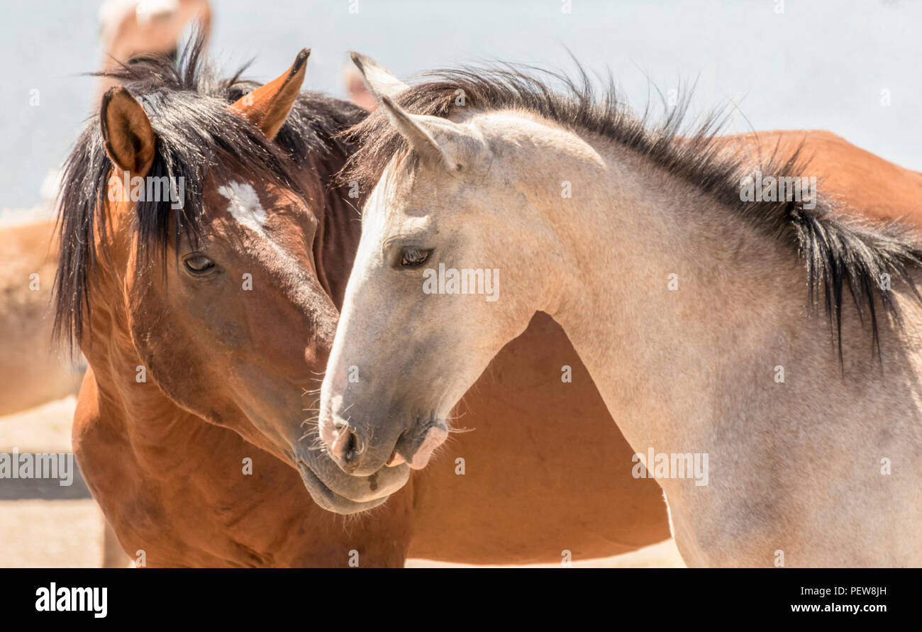 Mustangs High Resolution Stock Photography and Images - Alamy