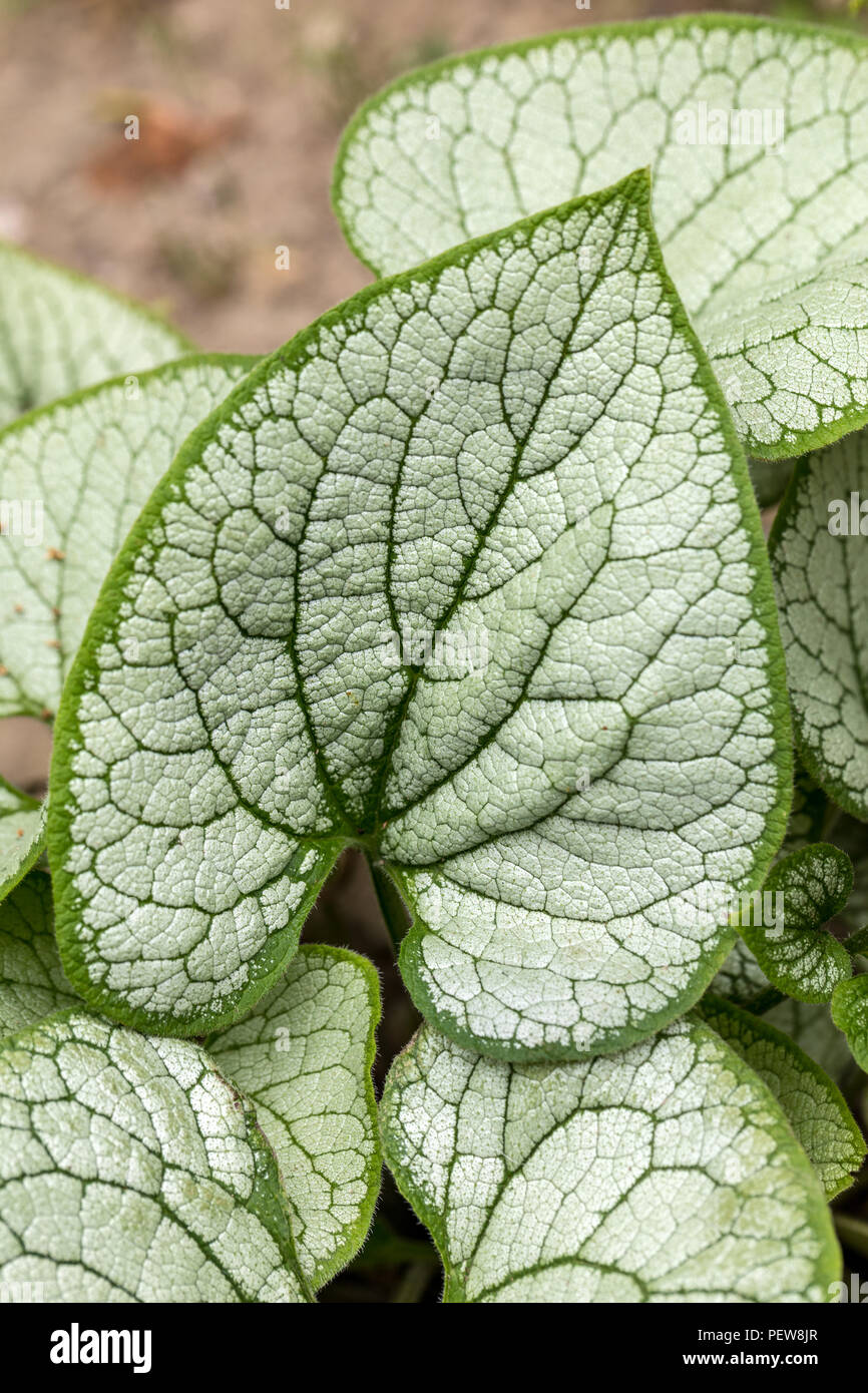 Heartleaf brunnera, Siberian bugloss ( Brunnera macrophylla 'Jack Frost ...