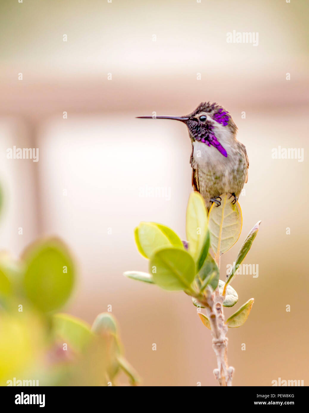 Hummingbird on plant hi-res stock photography and images - Alamy
