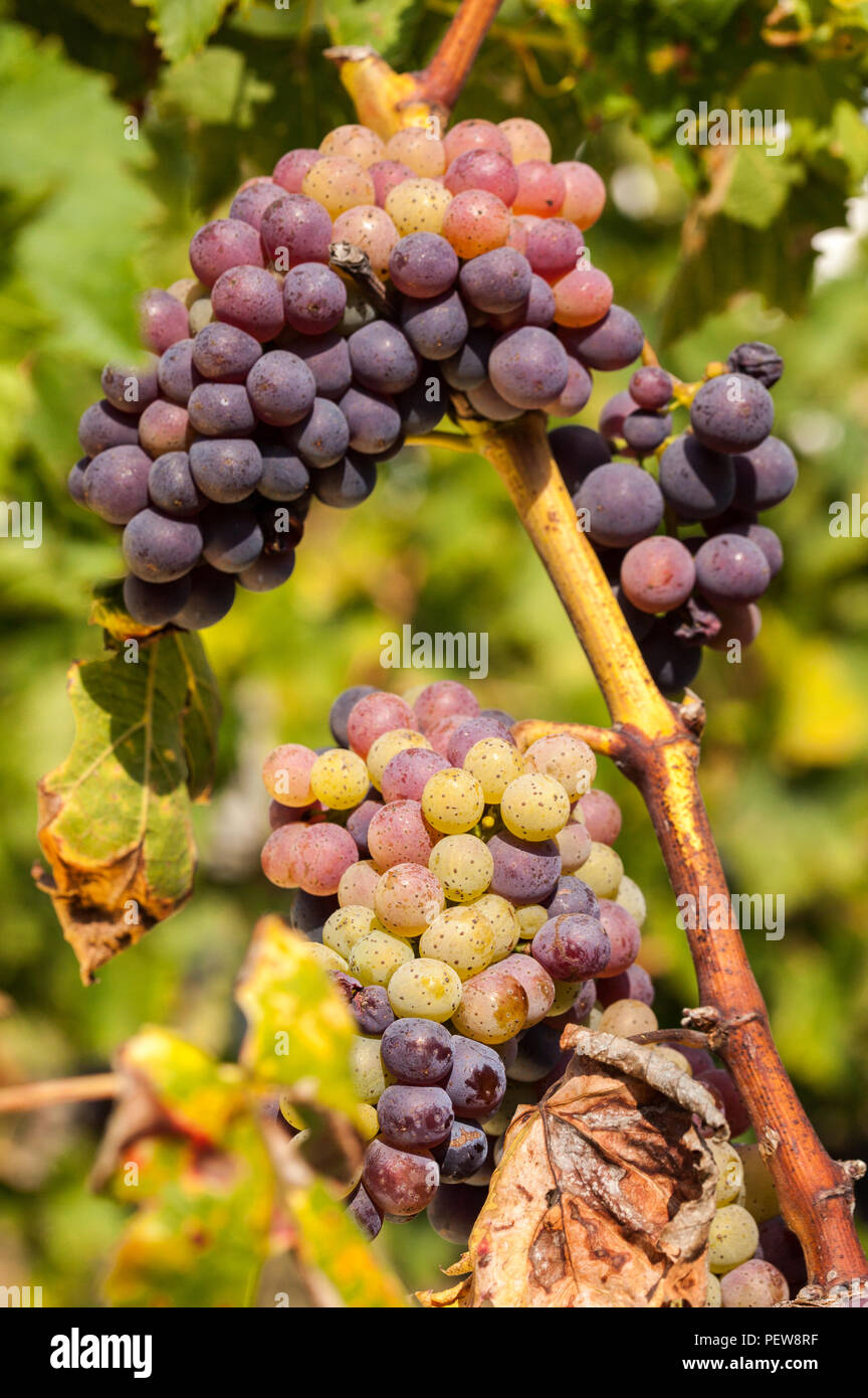 ripe red grape clusters on the vine Stock Photo - Alamy