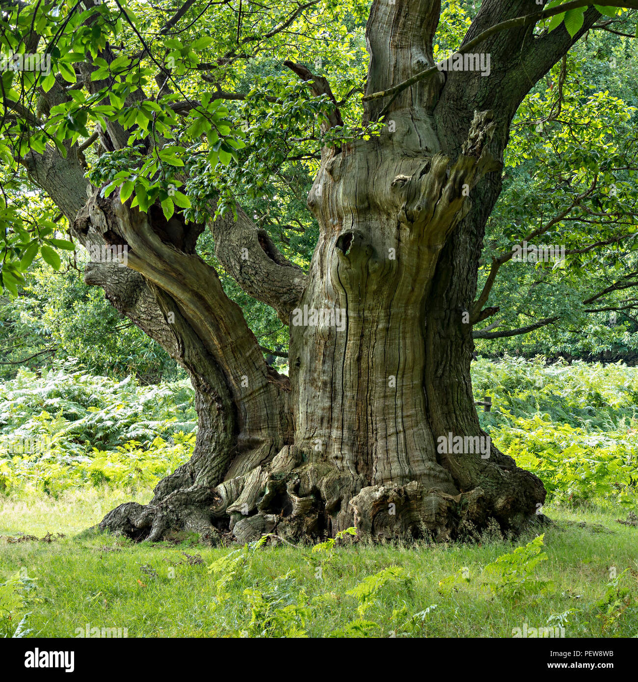Large old English Oak tree with split trunk, Bradgate Park ...