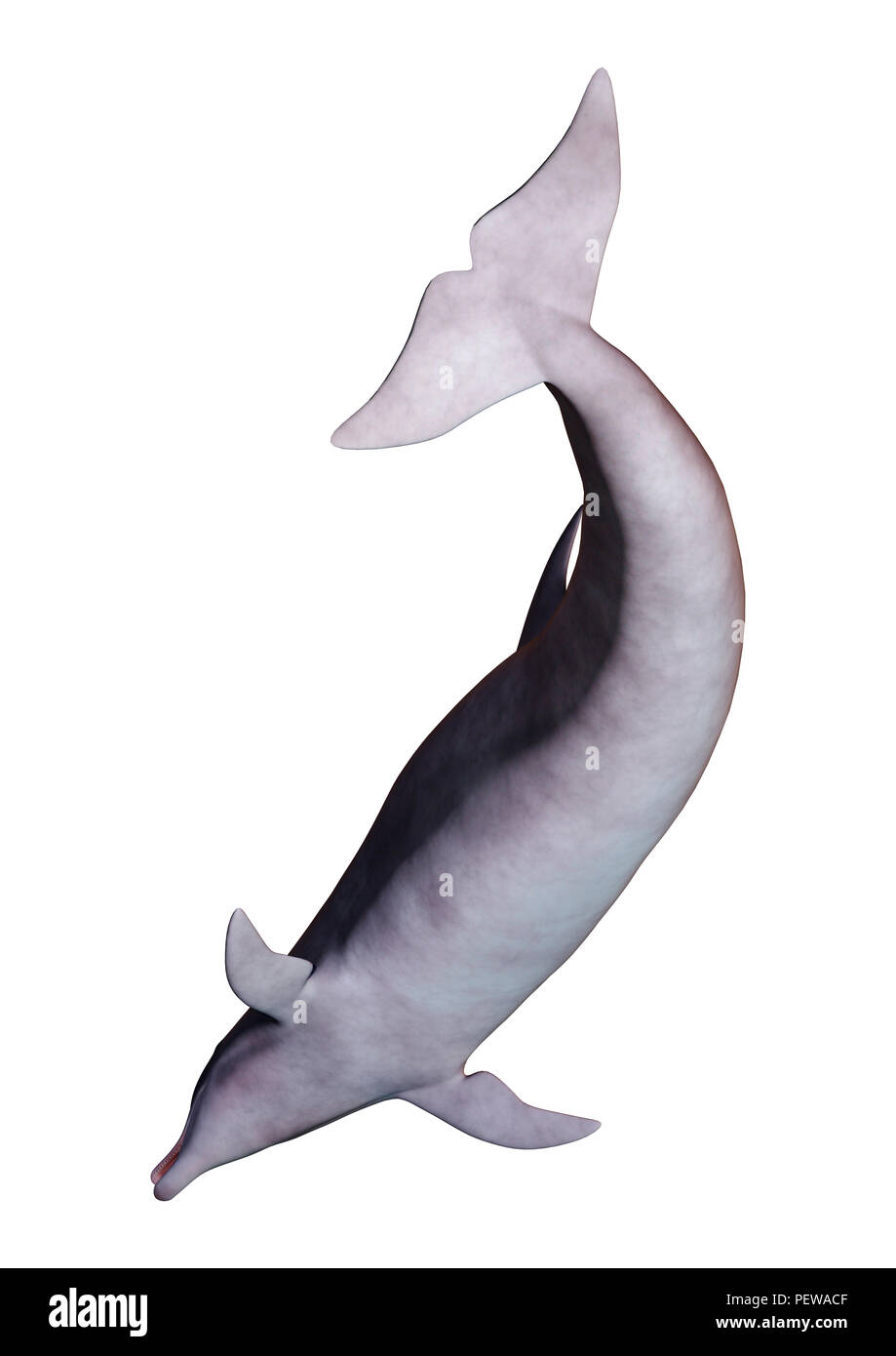 3D rendering of a dolphin isolated on white background Stock Photo - Alamy