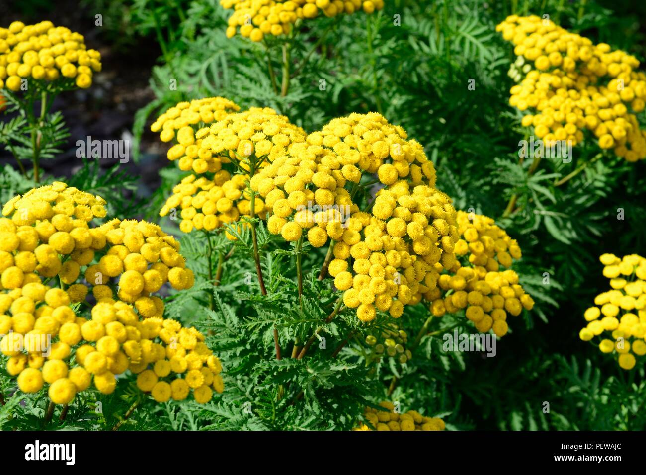 Tanacetum vulgare tansy herb yellow flowers Stock Photo - Alamy