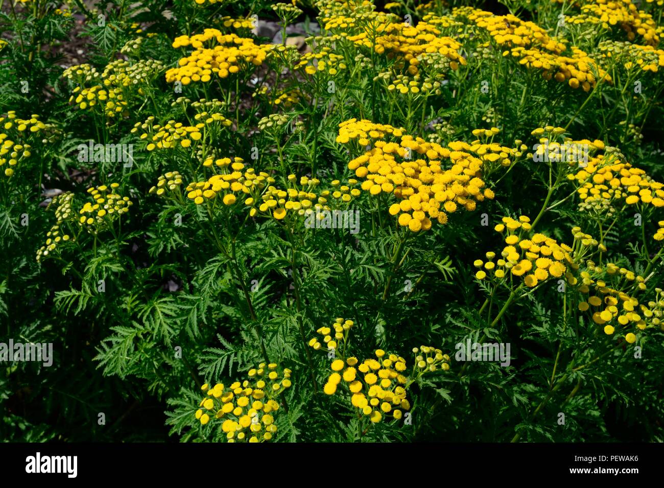 Tanacetum vulgare tansy herb yellow flowers Stock Photo - Alamy