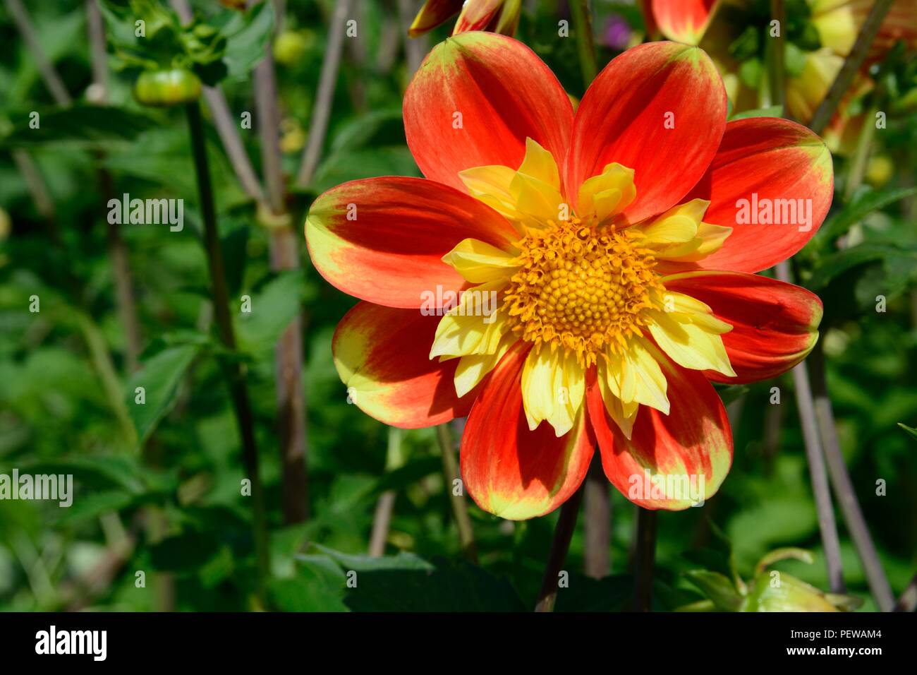 Dahlia pooh Swan island Stock Photo - Alamy