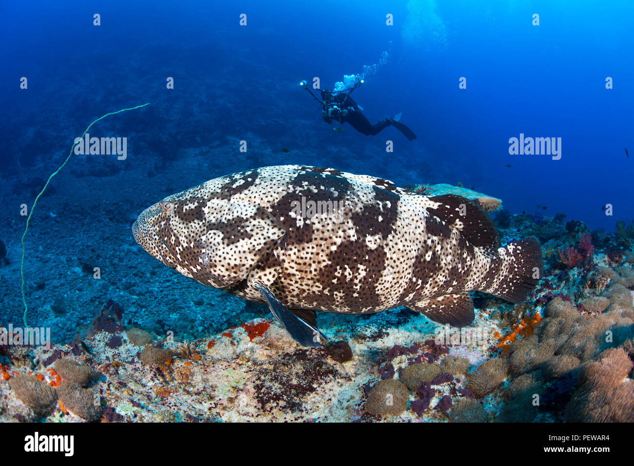 The Malabar grouper, Epinephelus malabaricus, is one of the largest and ...
