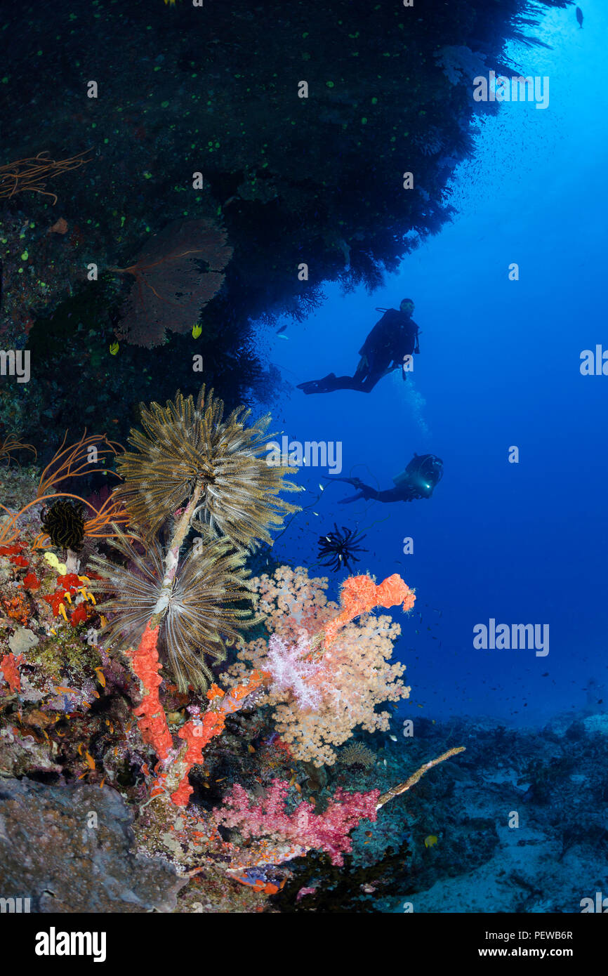 Divers (MR) exploring a wall with crinoids and alcyonarian coral in the ...