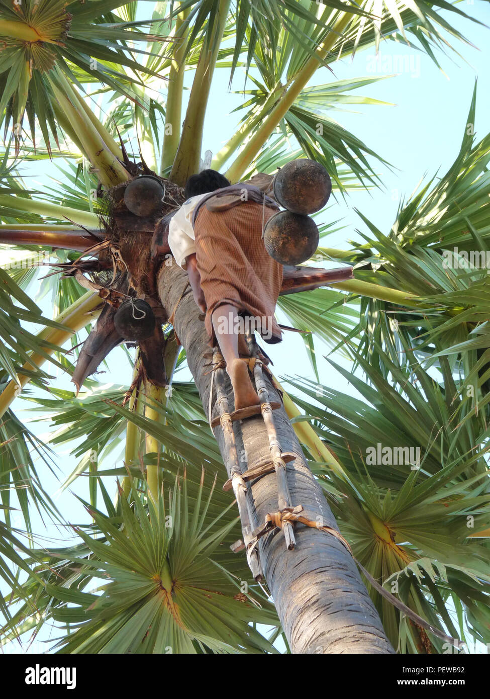 Portrait view of a burmese man climbing a palm tree with a wooden ...